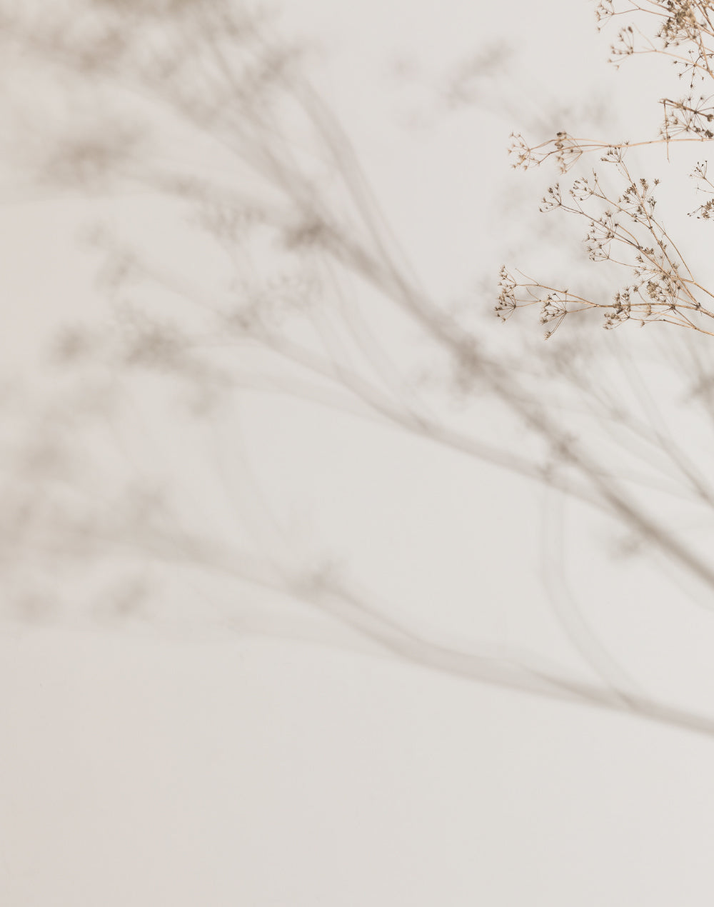 About | Baea - Let Nature In